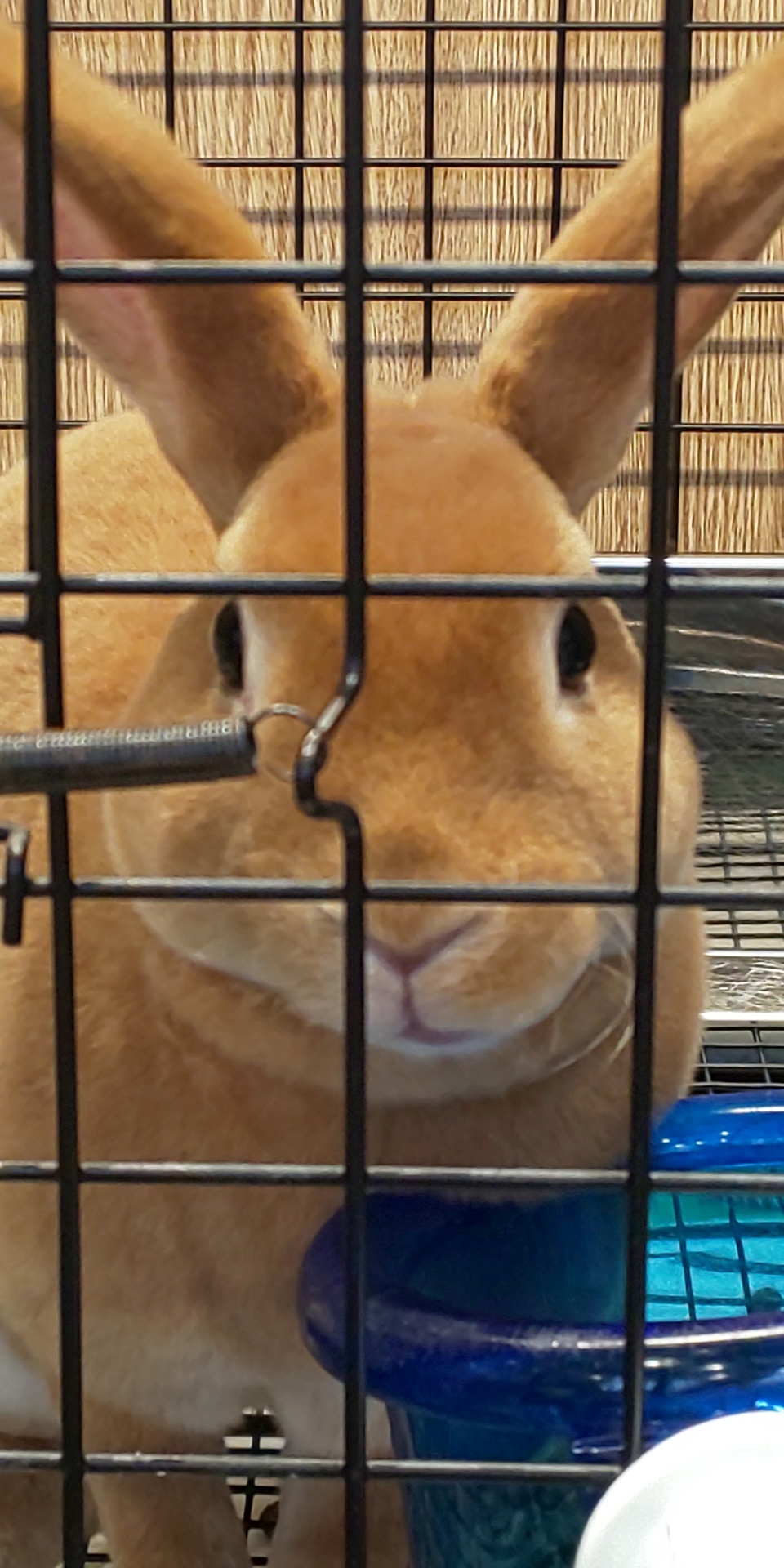 ベスト ちょっと ？: 天使の手